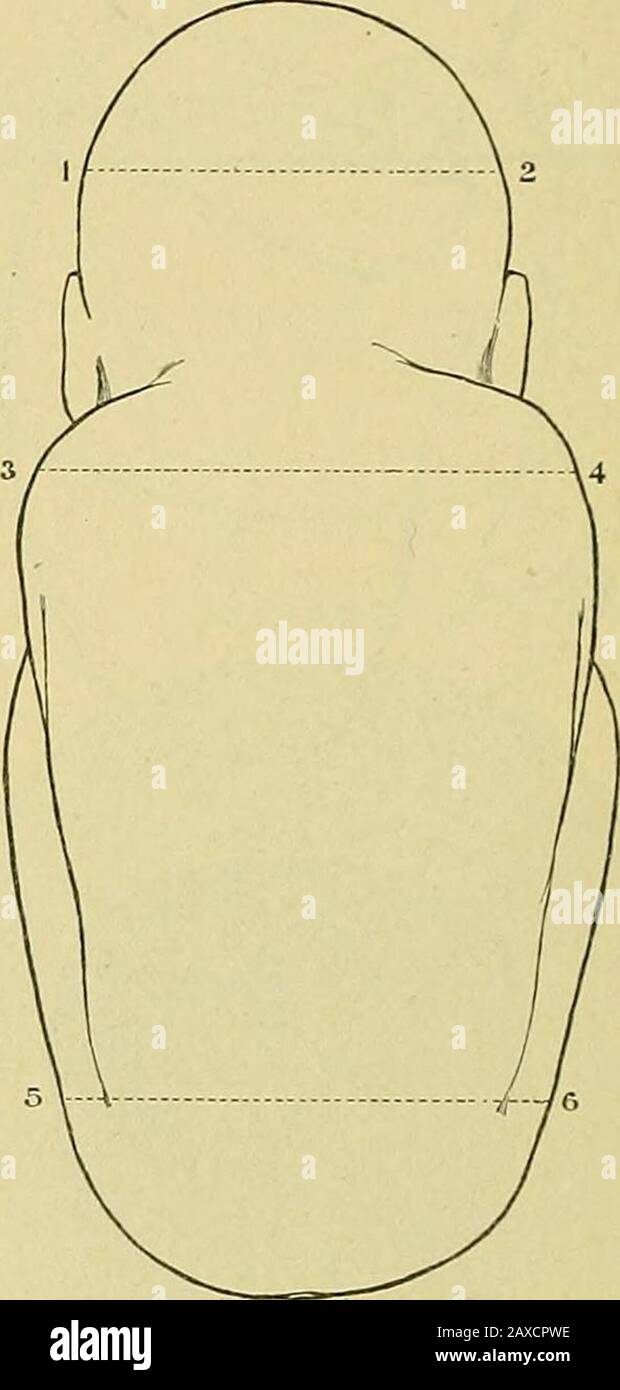 Tracing ellipse hi-res stock photography and images - Alamy