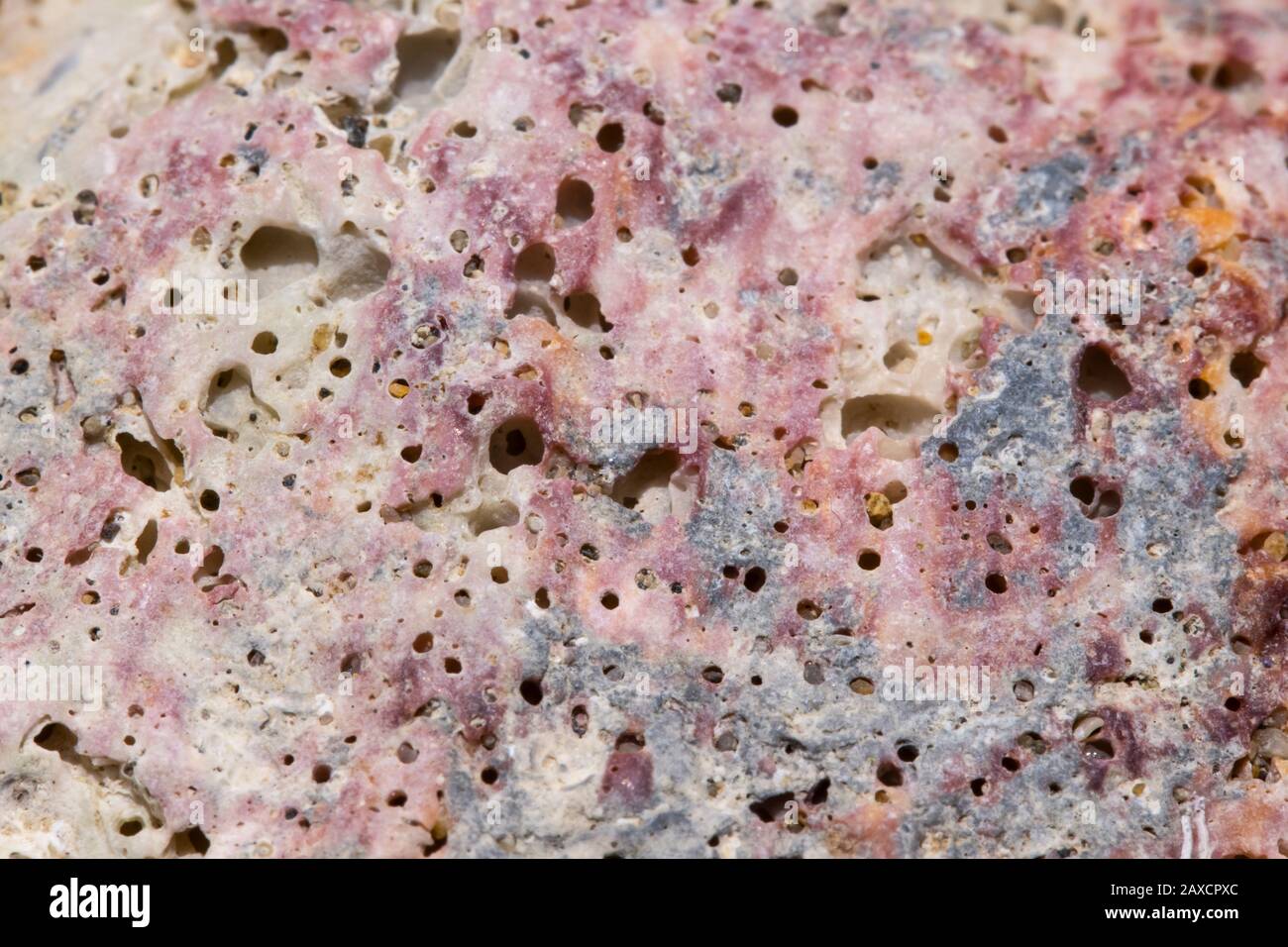 Porous seashell. Its shape is not smooth and it is deformed Stock Photo ...