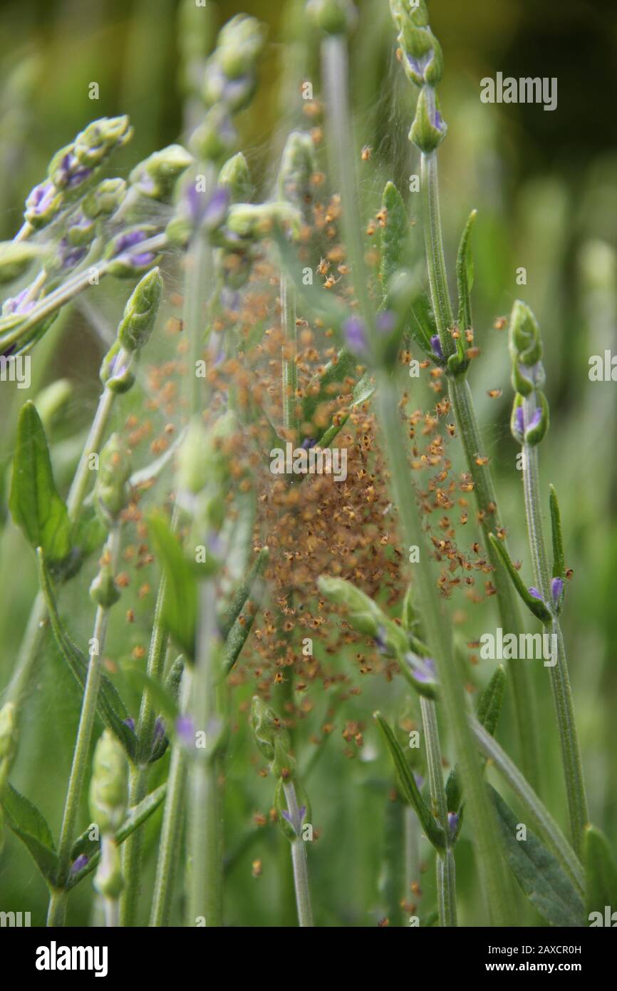 Yakima, WA / USA - May 20, 2012: Several clusters of baby spiders cling ...
