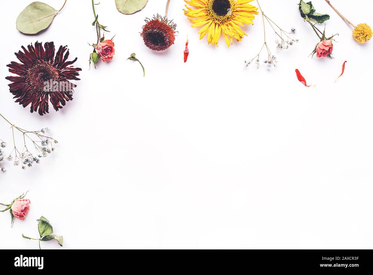 Frame of dry flowers on white background Stock Photo - Alamy