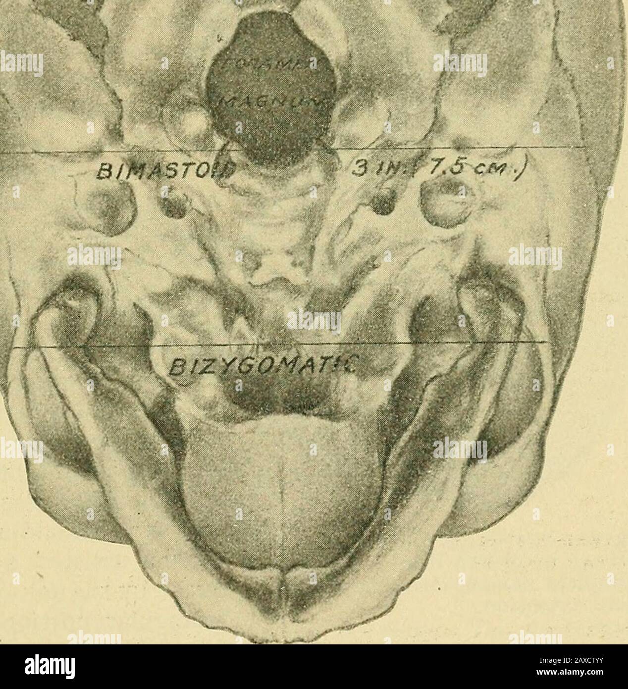 Cervical rotation hi-res stock photography and images - Alamy