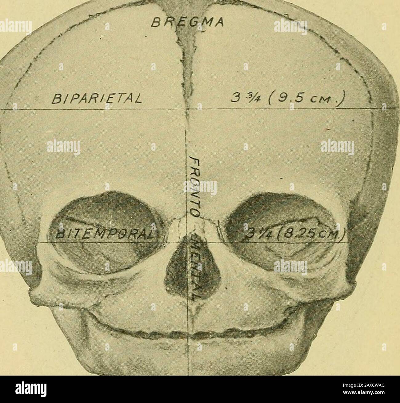 Fetal bone hi-res stock photography and images - Alamy