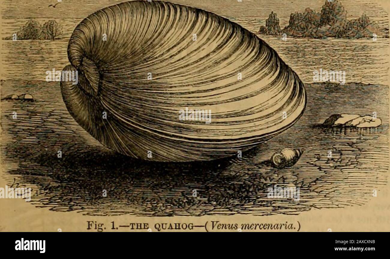 Quahog land hi-res stock photography and images - Alamy