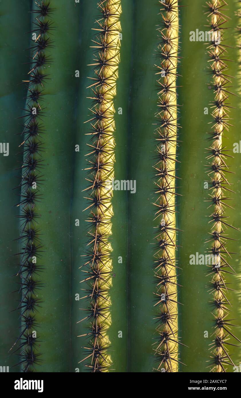Close up at the columns and spines of a saguaro cactus, Saguaro ...