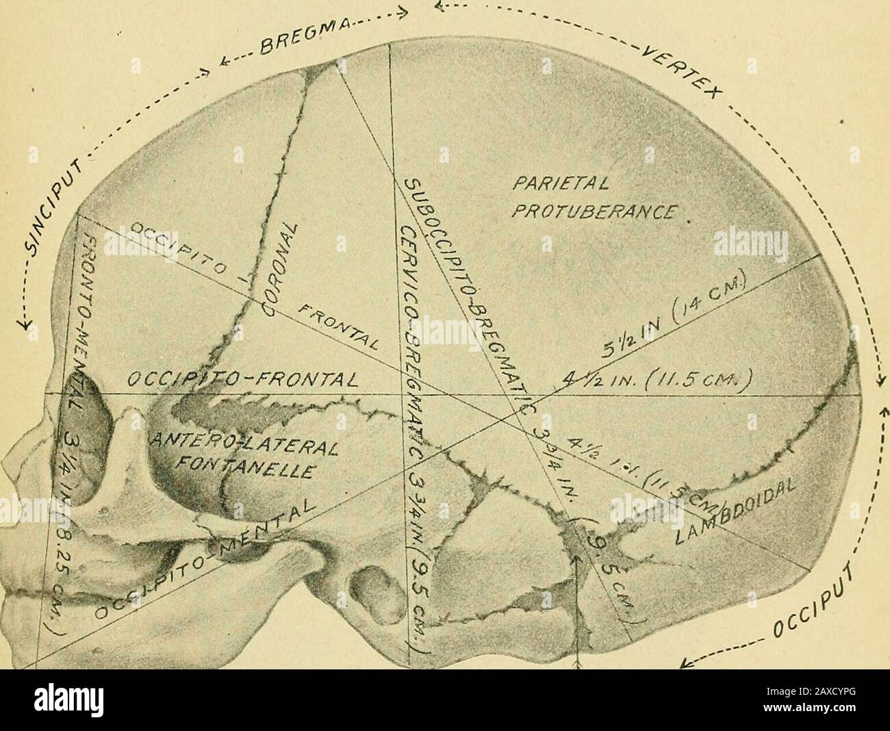 Twoparts hi-res stock photography and images - Alamy