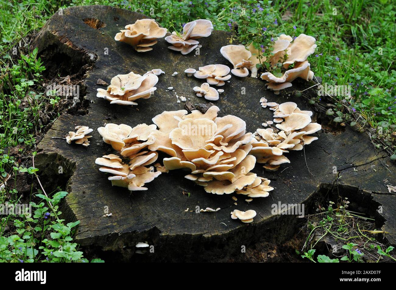 Panus High Resolution Stock Photography and Images - Alamy