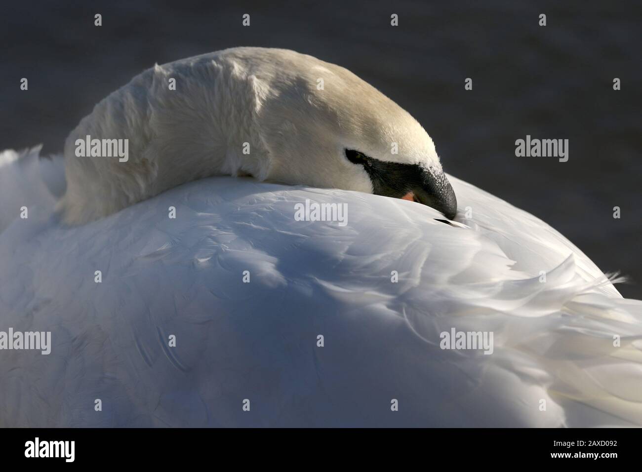 Swan feet below water hi-res stock photography and images - Alamy