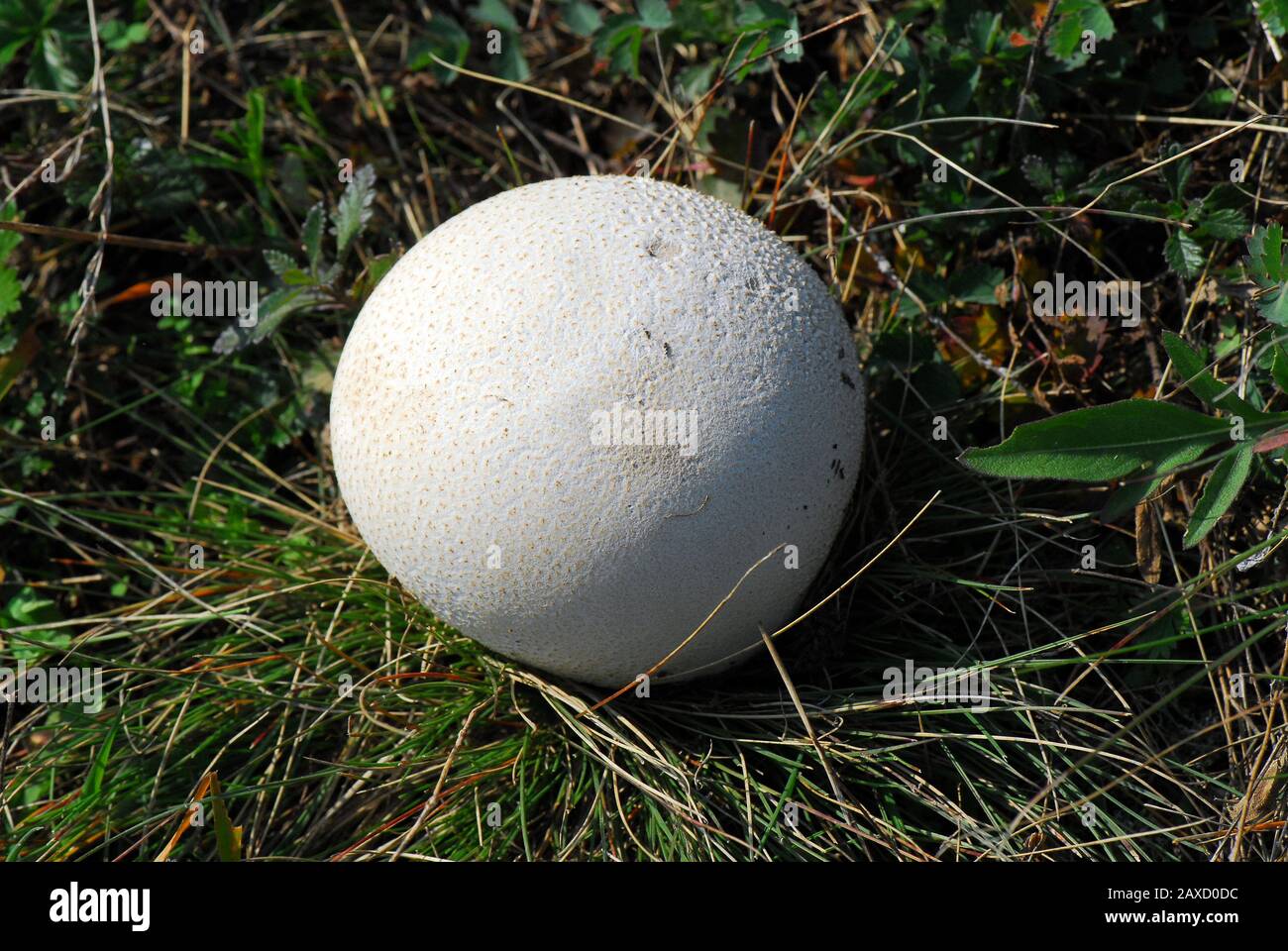 Puffball, Bovist, Calvatia sp., pöfeteg Stock Photo - Alamy