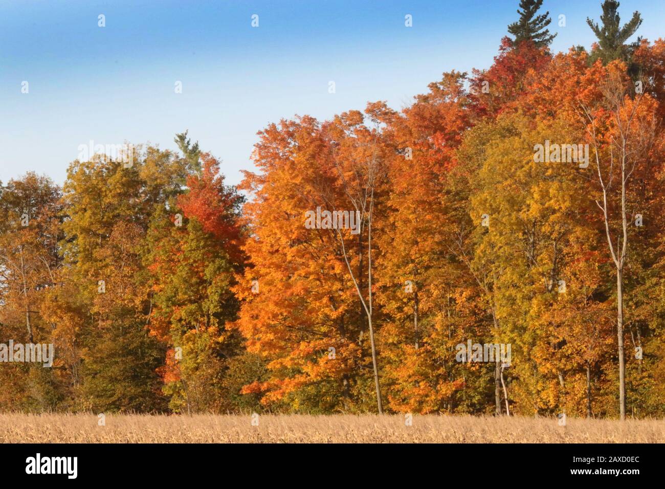 Fall Beauty in Ontario Stock Photo - Alamy
