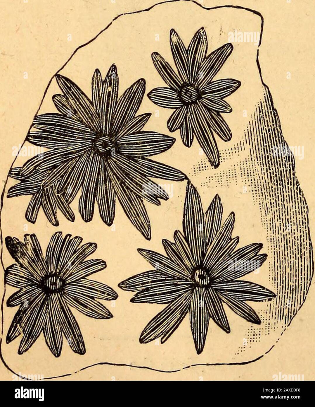 Sigillaria hi-res stock photography and images - Alamy