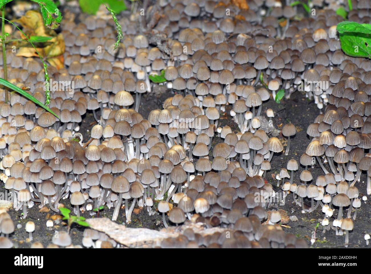 fairy inkcap, trooping crumble cap, Gesäter Tintling, Coprinellus ...