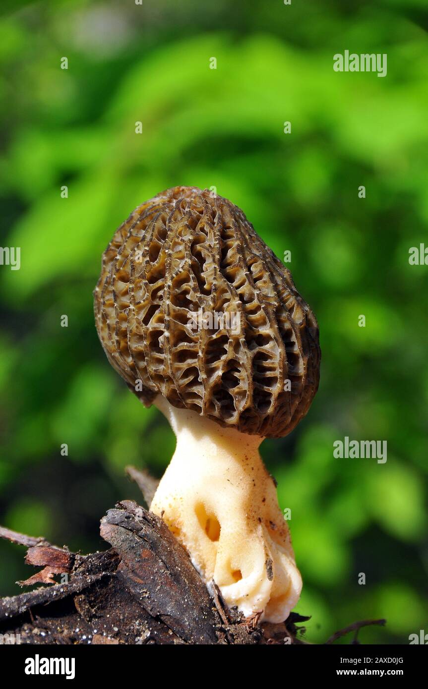 Morel morchella sp hi-res stock photography and images - Alamy