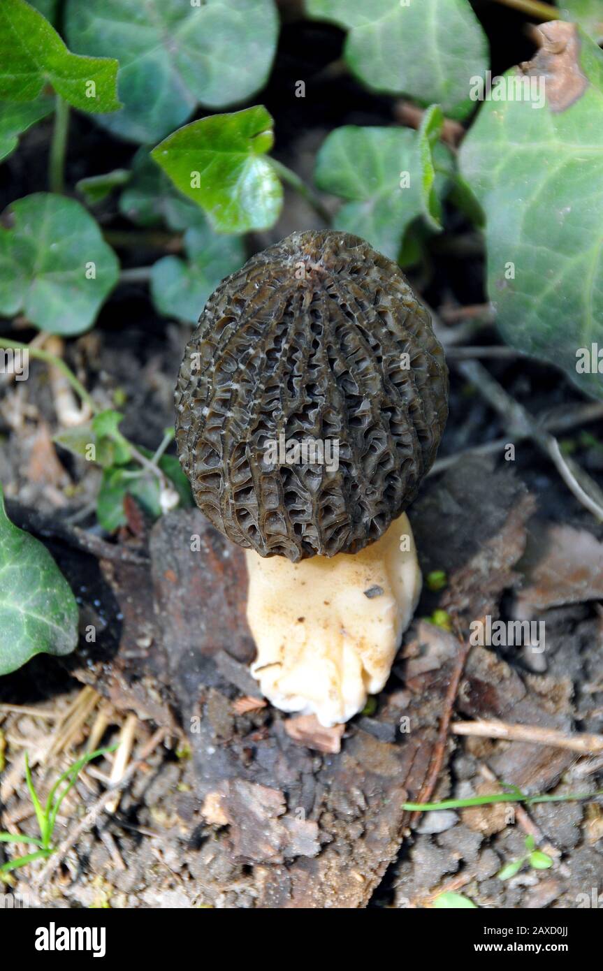 Morel morchella sp hi-res stock photography and images - Alamy