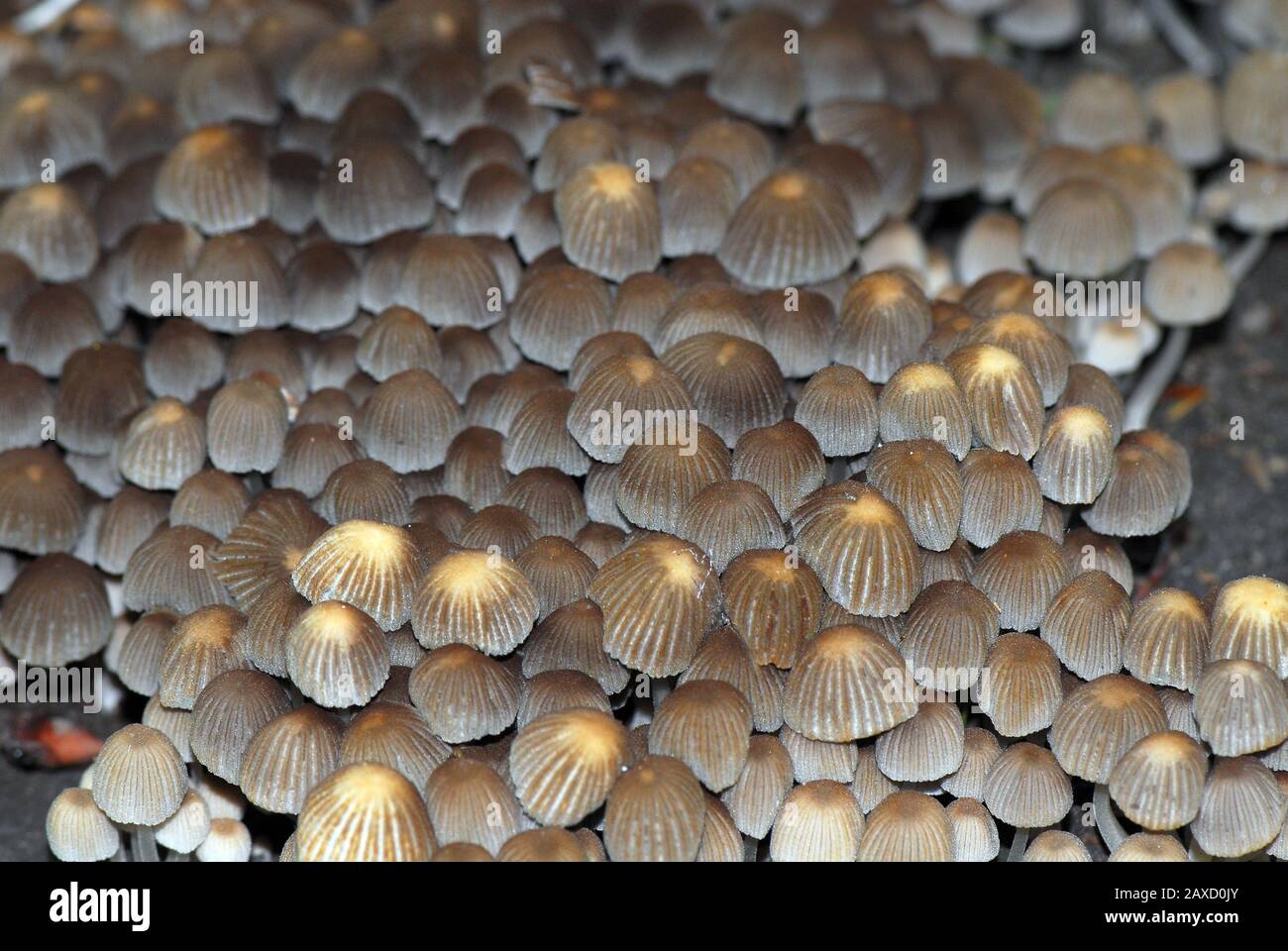 fairy inkcap, trooping crumble cap, Gesäter Tintling, Coprinellus ...