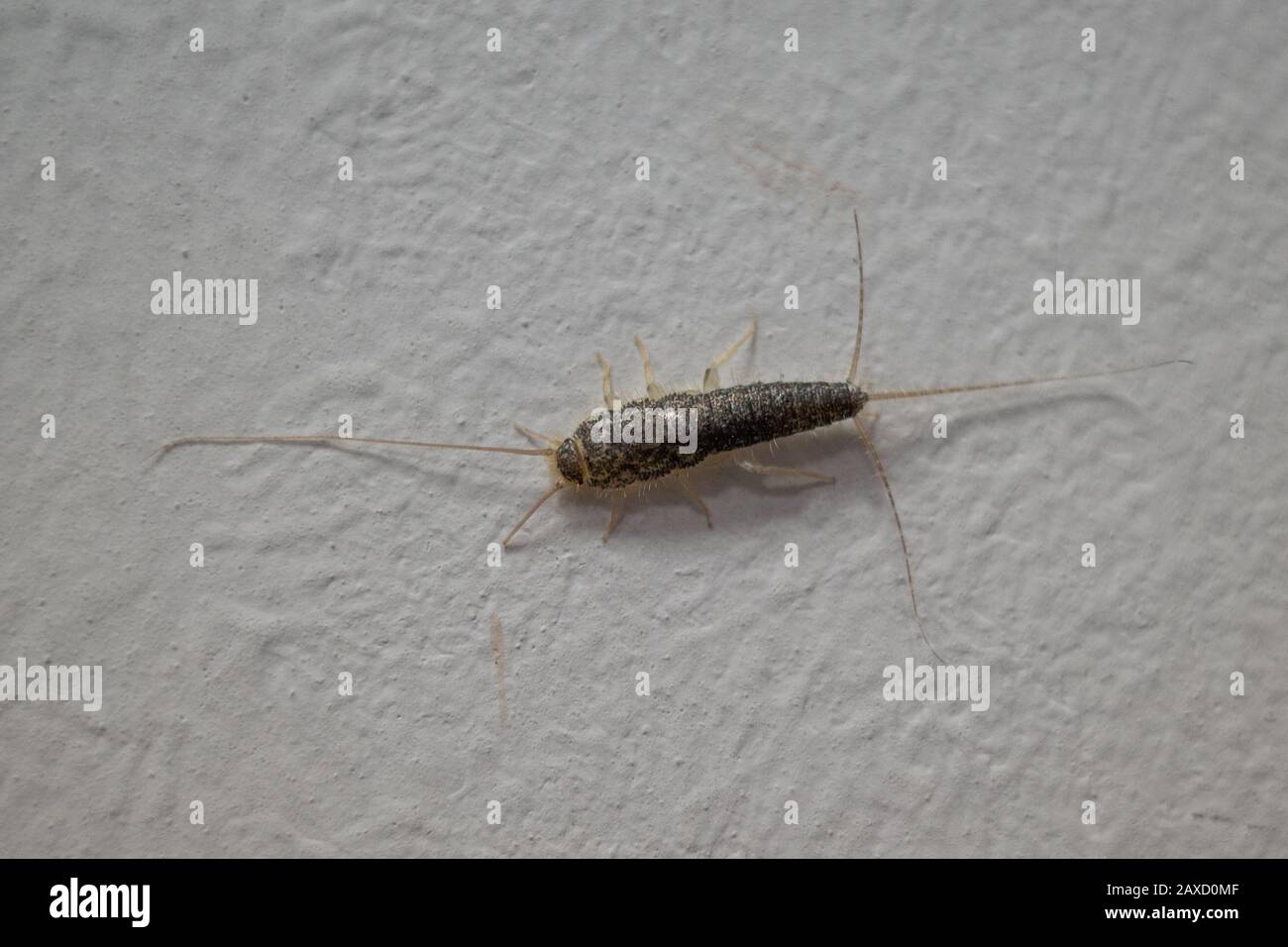 on a white wall crawls a brown paper fish insect Stock Photo - Alamy