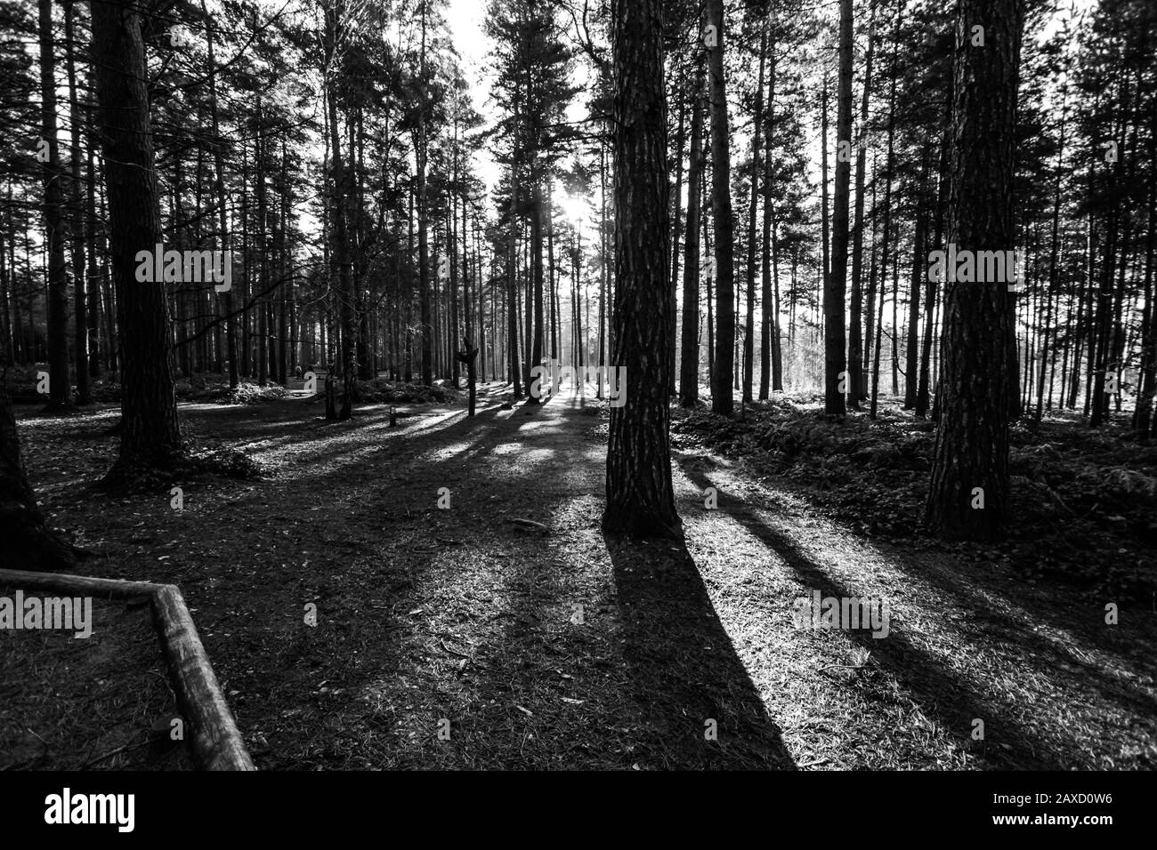 Sherwood pines forest hi-res stock photography and images - Alamy