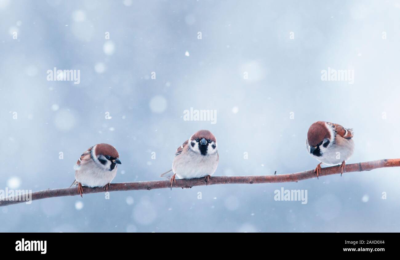 three small funny little birds sit on a branch in the winter garden ...