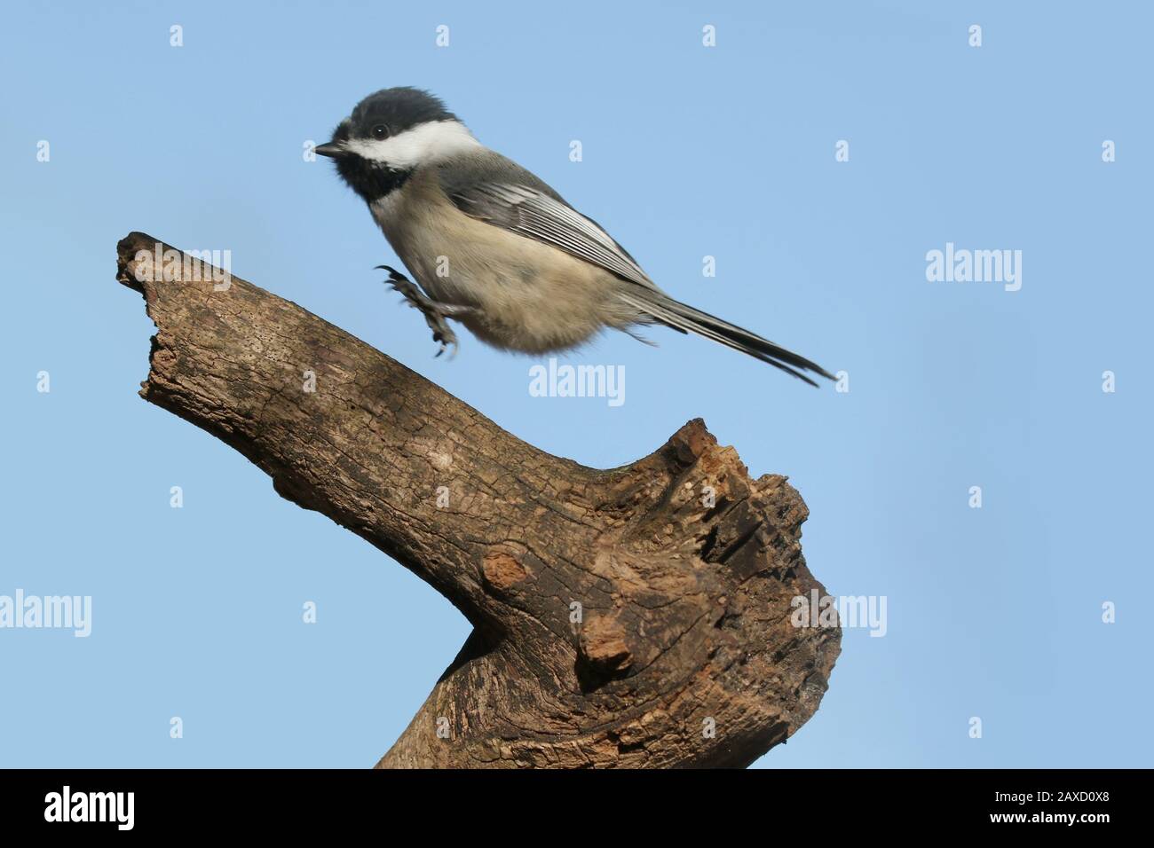 Black Capped Chickadee Flying High Resolution Stock Photography and ...