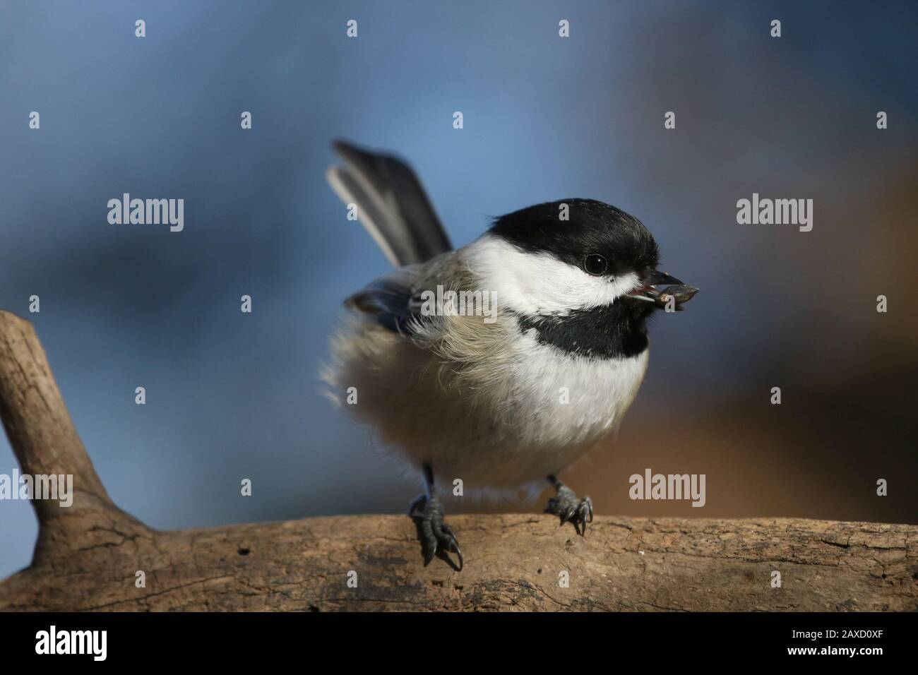 Black Capped Chickadee Stock Photo - Alamy