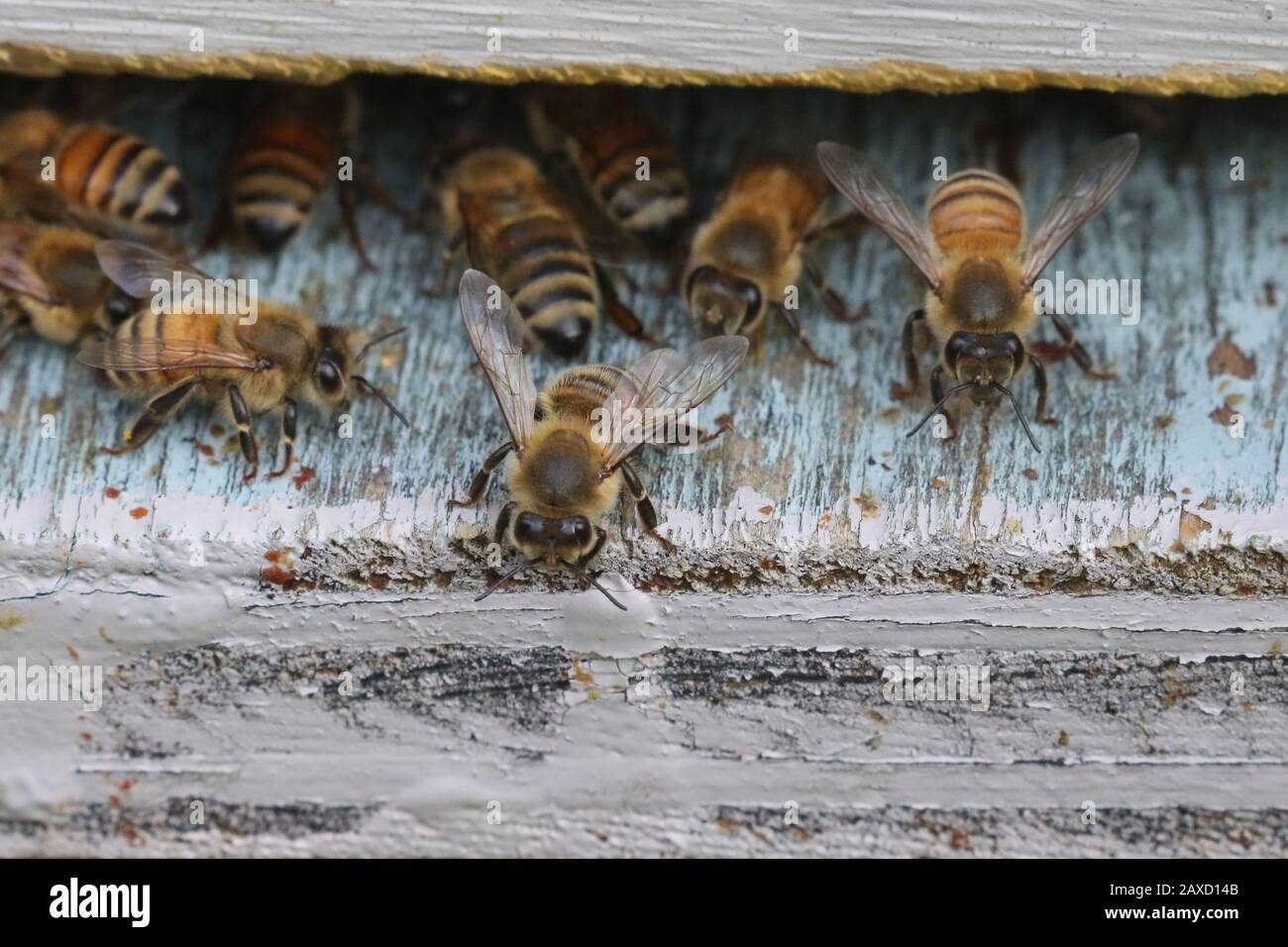 Two queen bees hi-res stock photography and images - Alamy