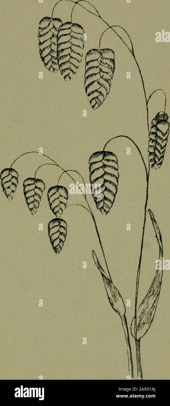 Lodicules hi-res stock photography and images - Alamy