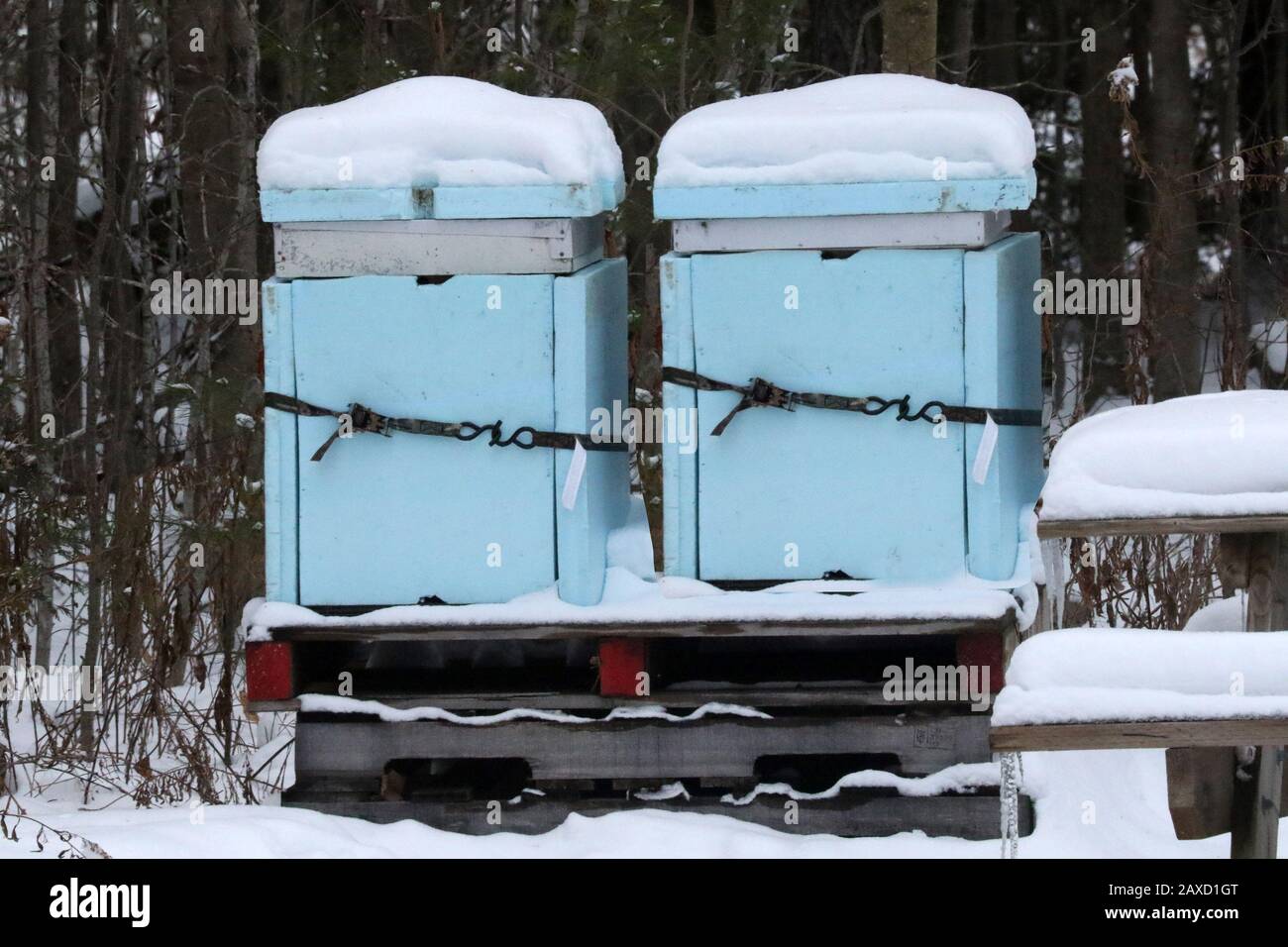 Insulating bee hives for winter hi-res stock photography and images - Alamy