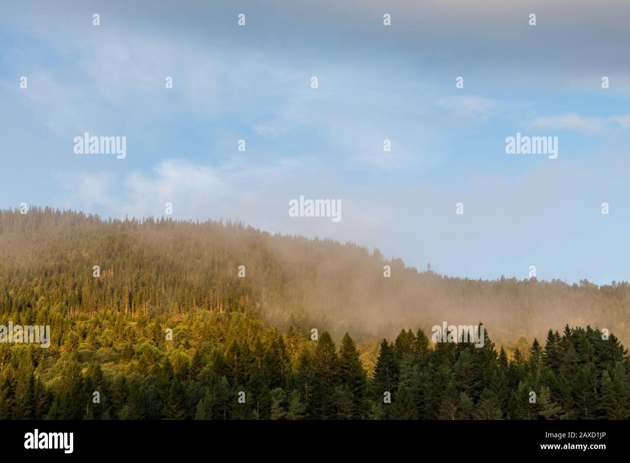 Rural Norway morning forest sunrise view. Nice sunny morning, pine ...