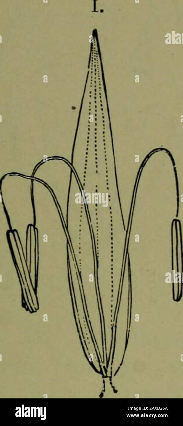 Cyperus textilis hi-res stock photography and images - Alamy