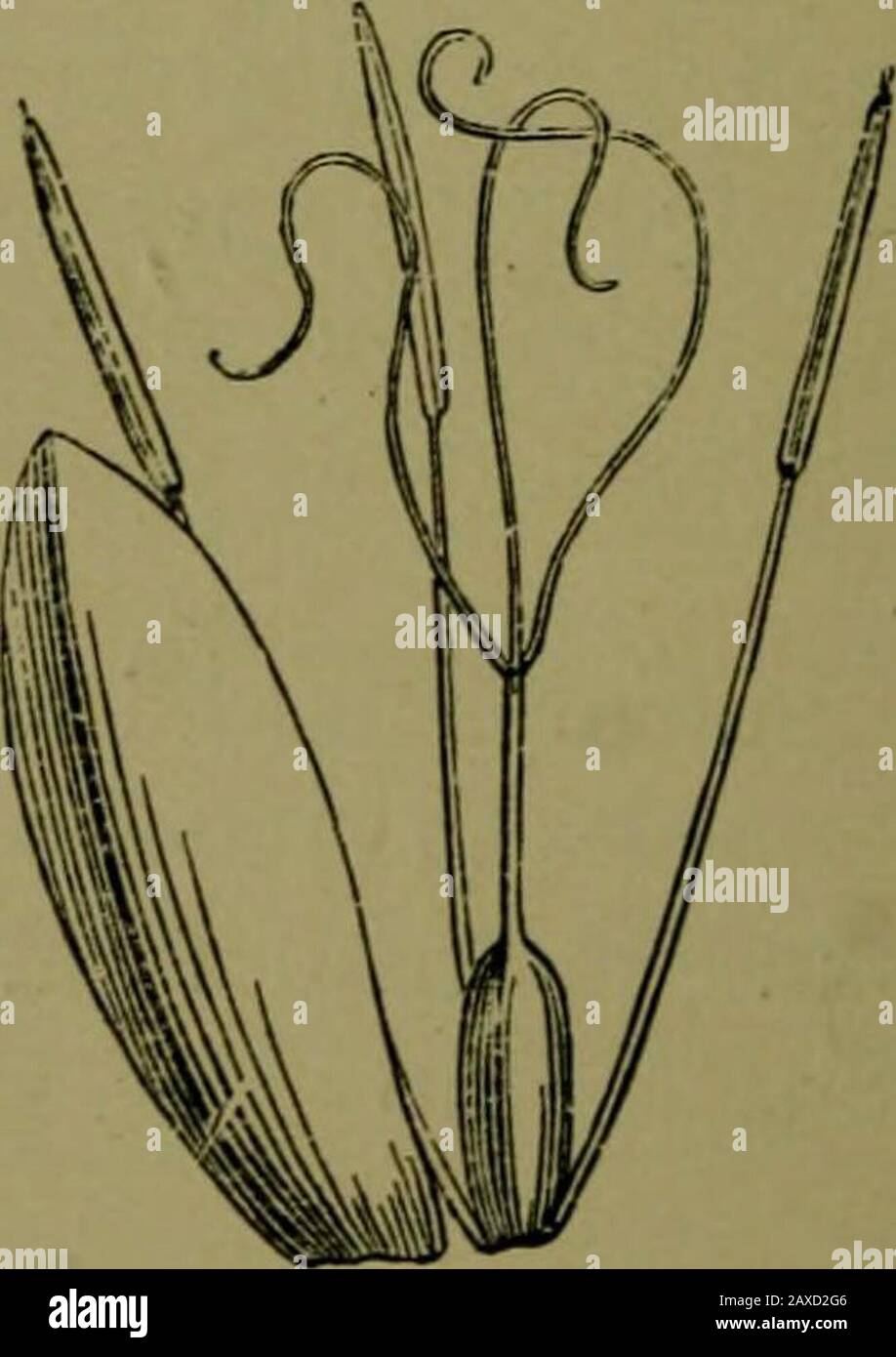 Cyperus textilis hi-res stock photography and images - Alamy