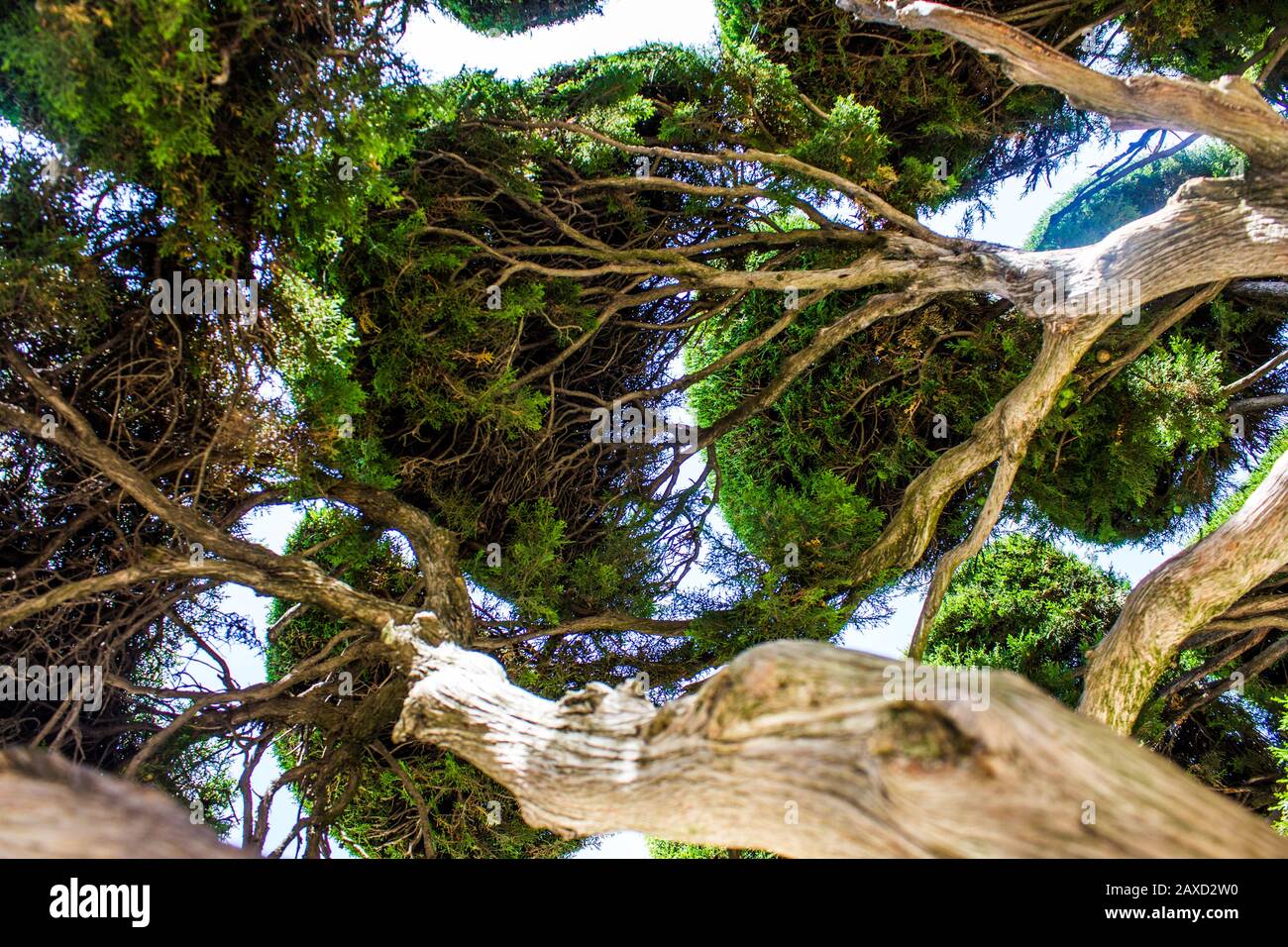 Pollarded trees in Buen Retiro Park, Madrid, Spain Stock Photo - Alamy