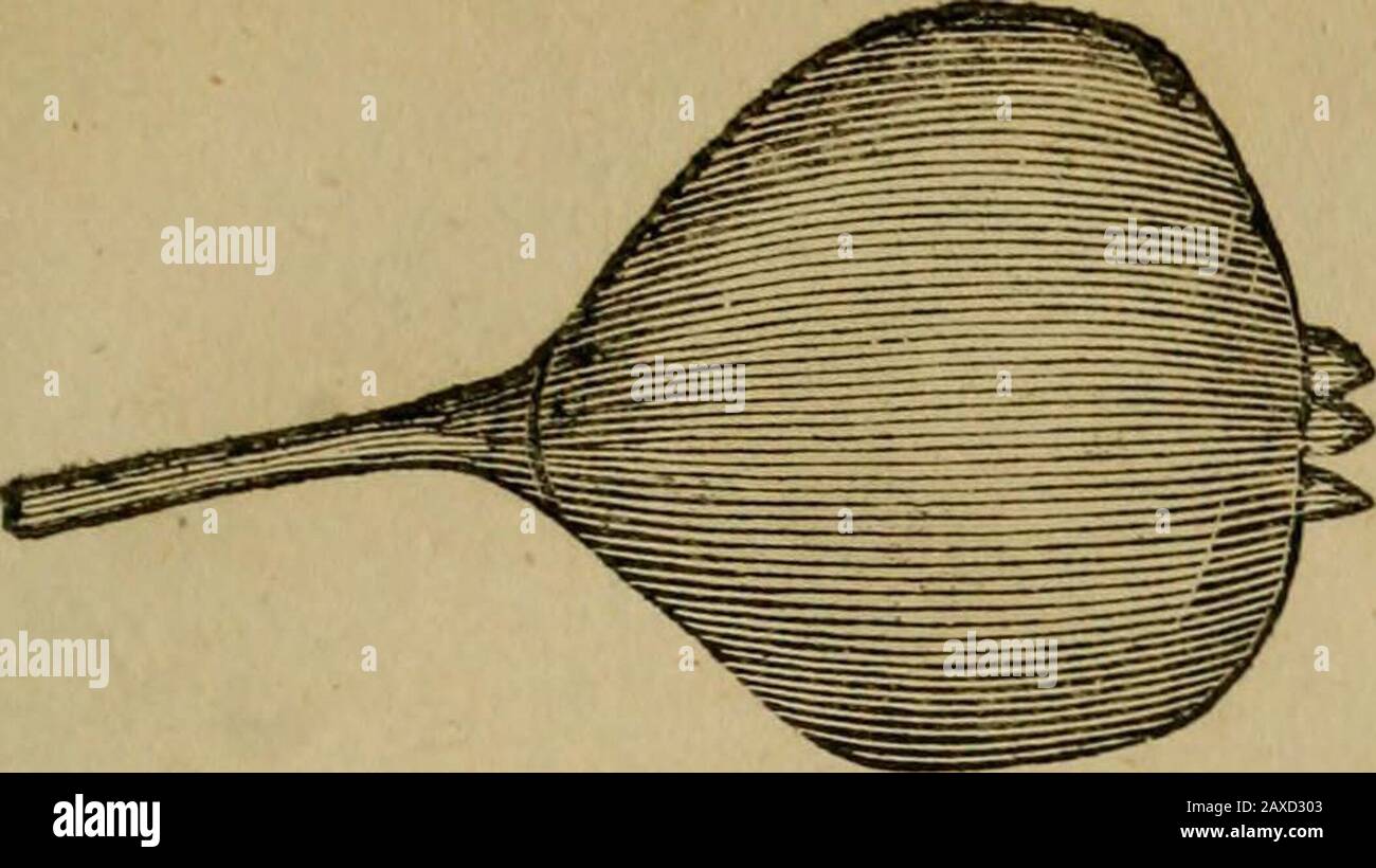 Skinless pears hi-res stock photography and images - Alamy