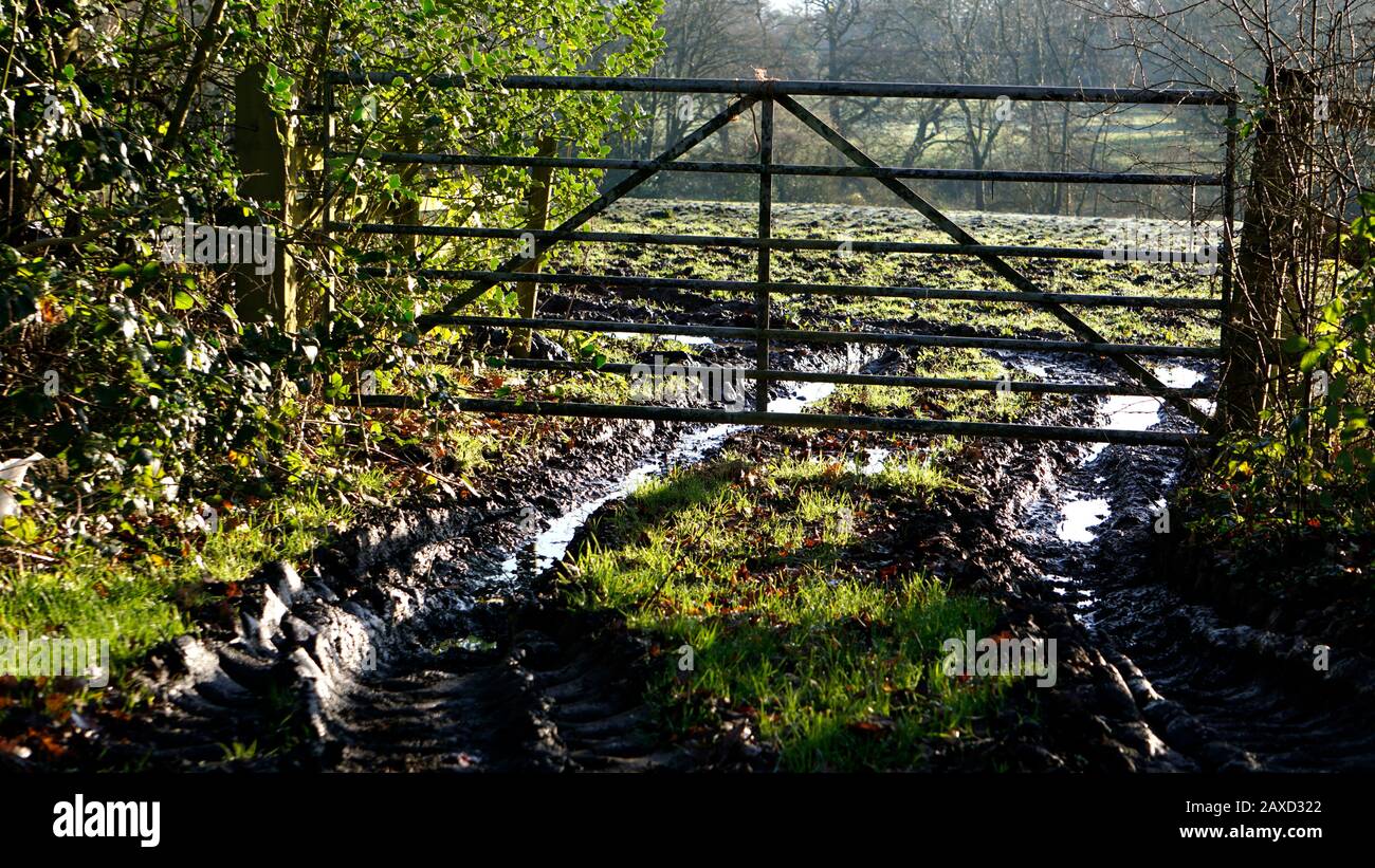 A muddy field entrance with puddles after heavy rain Stock Photo - Alamy