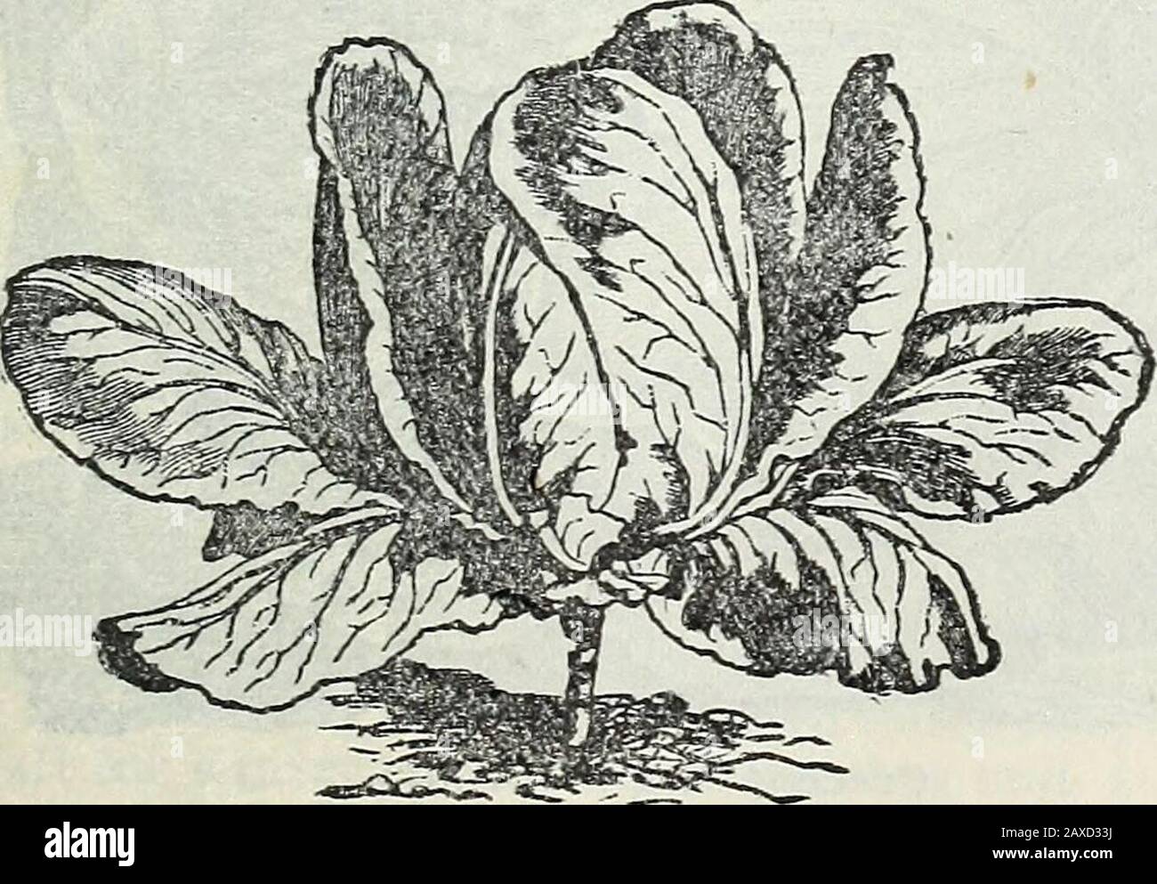 Oxheart cabbage hi-res stock photography and images - Alamy