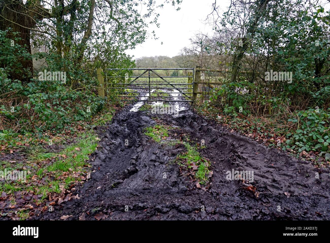 A muddy field entrance with puddles after heavy rain Stock Photo - Alamy