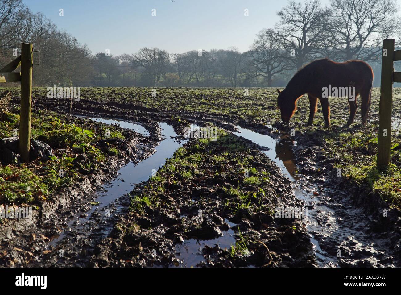 Muddy gate field horse hi-res stock photography and images - Alamy