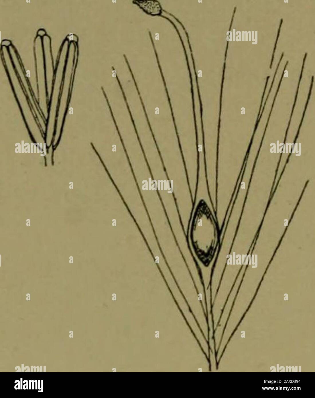 Plants and their ways in South Africa . otyledons. Order Typhace^. This ...