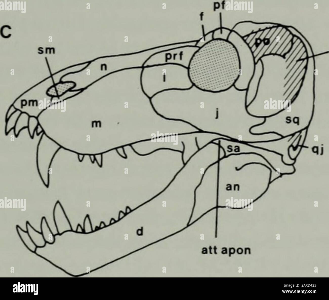 Titanophoneus hi-res stock photography and images - Alamy