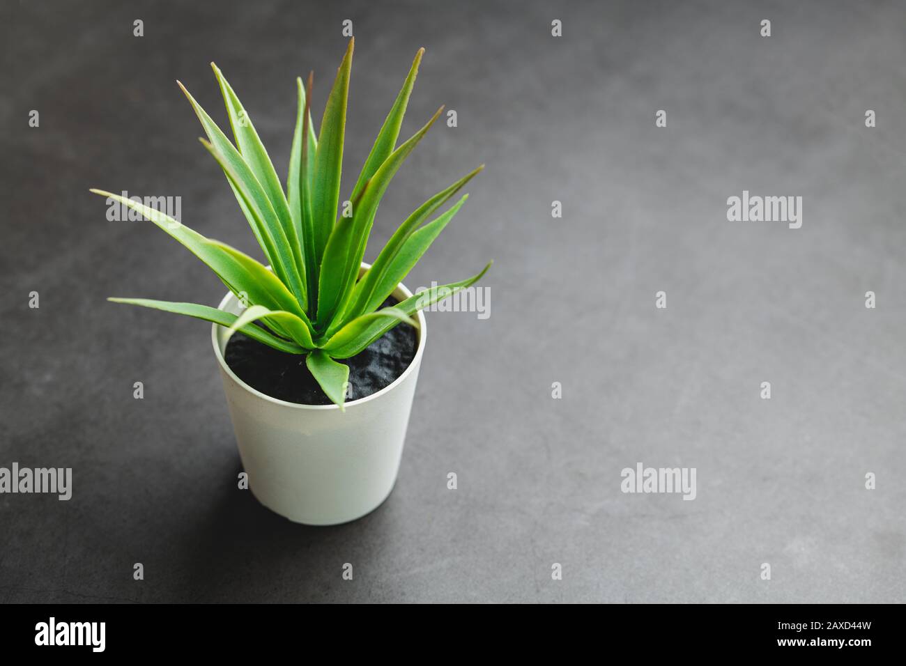 Green cactus plant in white pot on dark stone backgorund Stock Photo ...