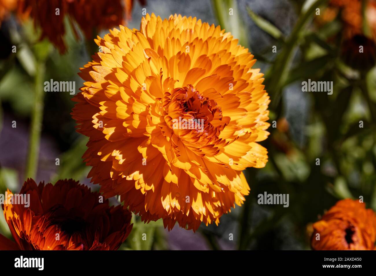 Calendula officinalis is a fast growing annual or biennial with ...