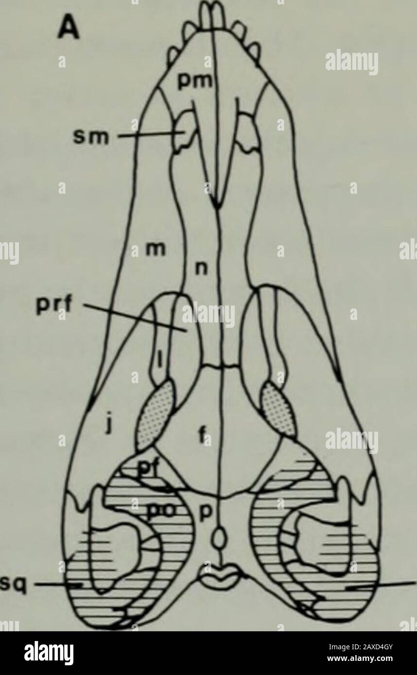 Annals of the South African MuseumAnnale van die Suid-Afrikaanse Museum ...