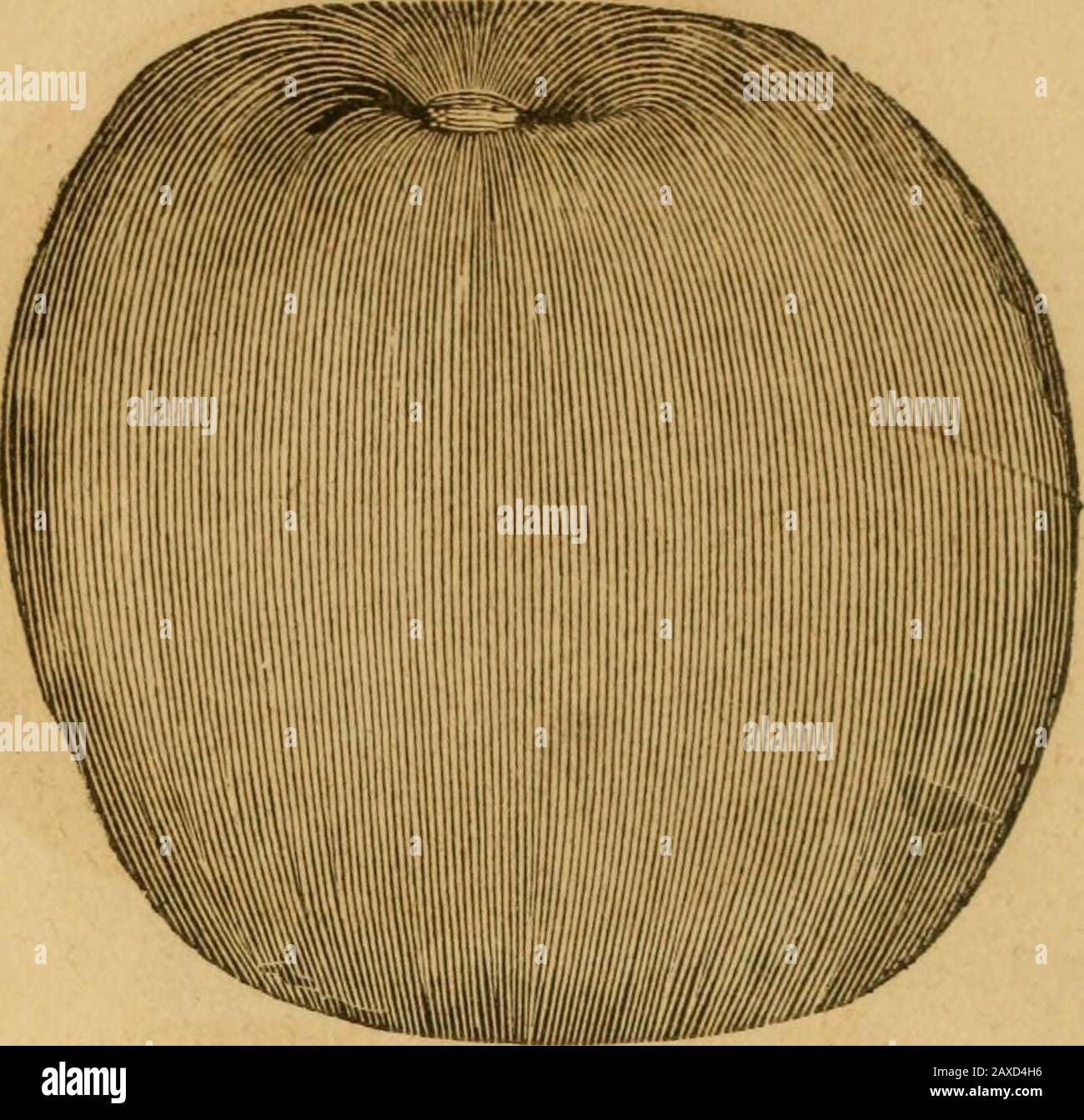A view of the cultivation of fruit trees, and the management of ...