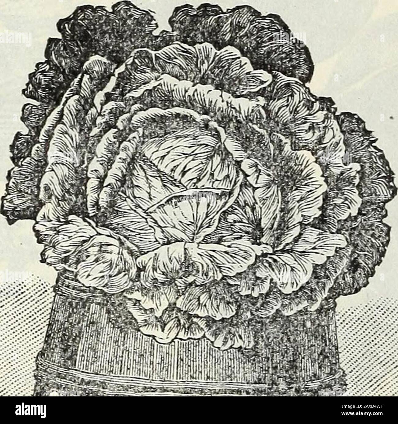 Repollo e hi-res stock photography and images - Alamy