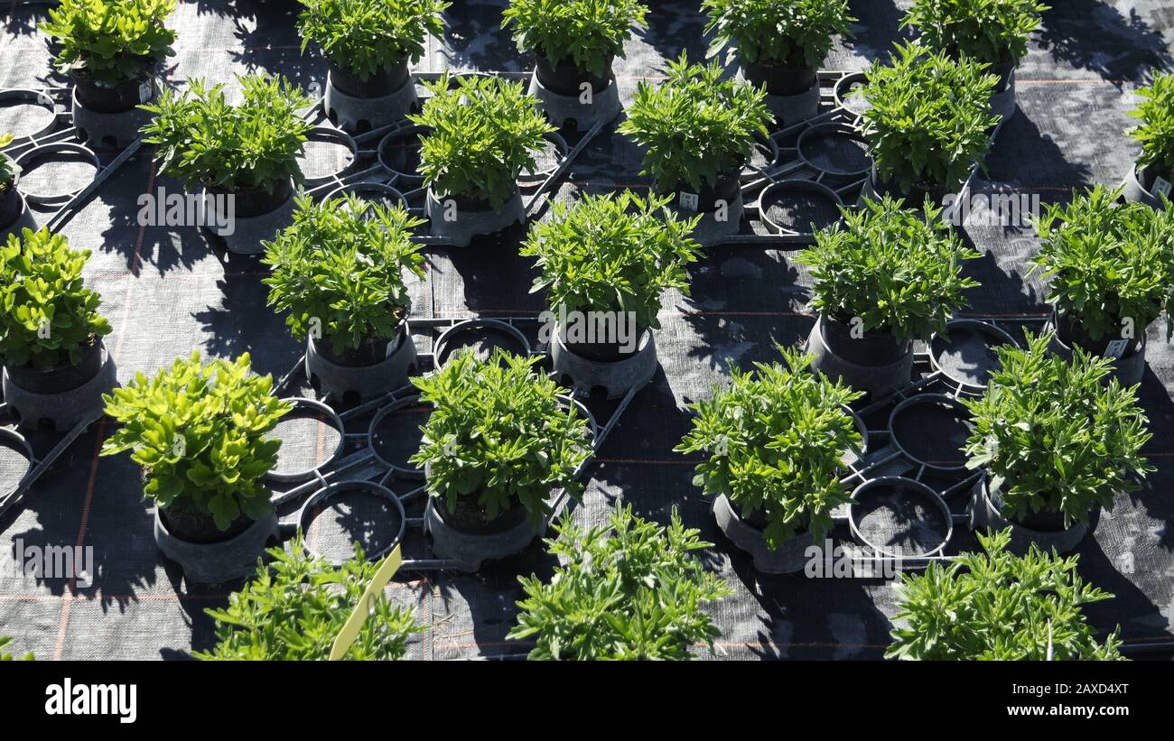 Potted plants in a row hi-res stock photography and images - Alamy