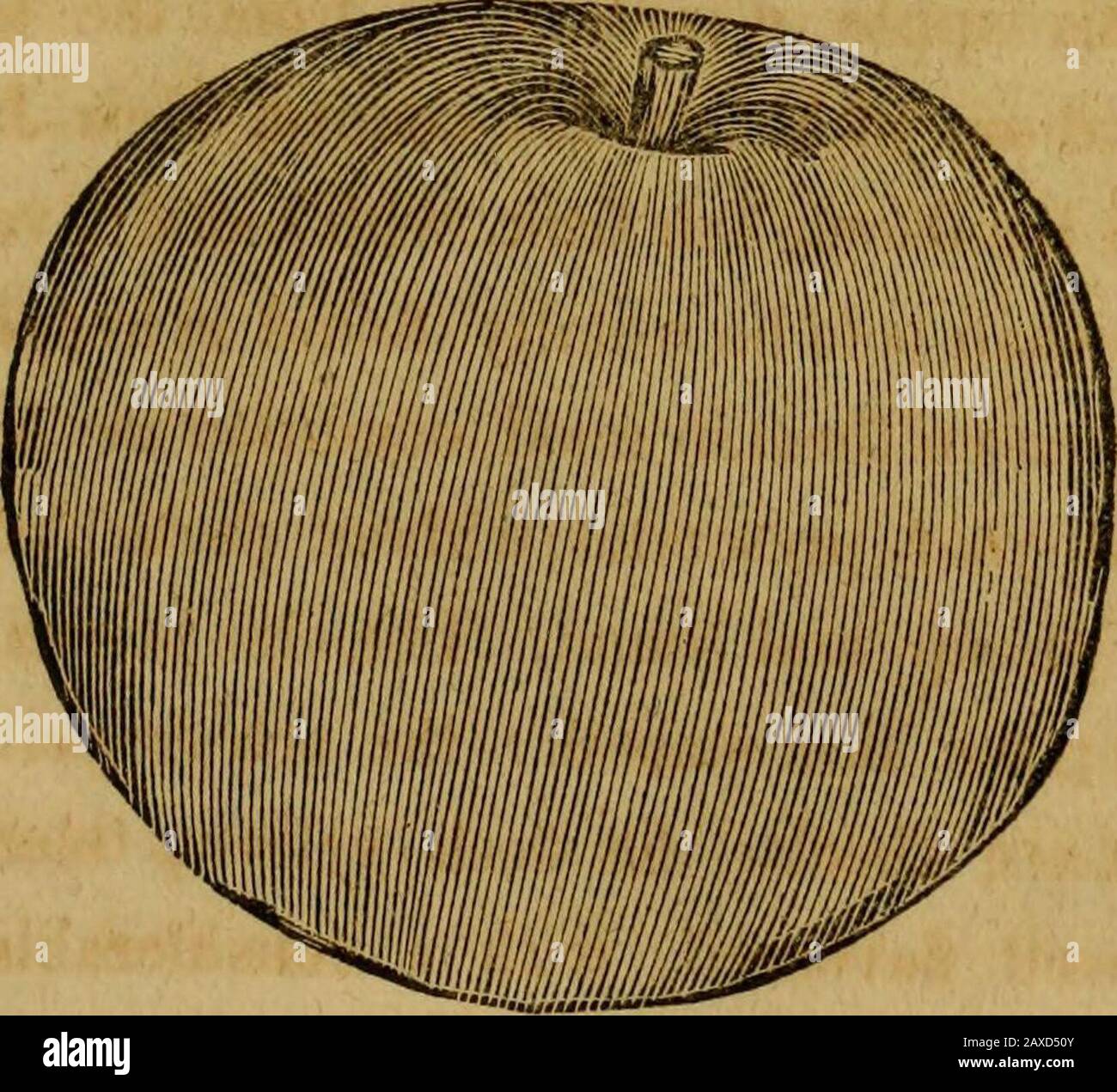 A view of the cultivation of fruit trees, and the management of ...