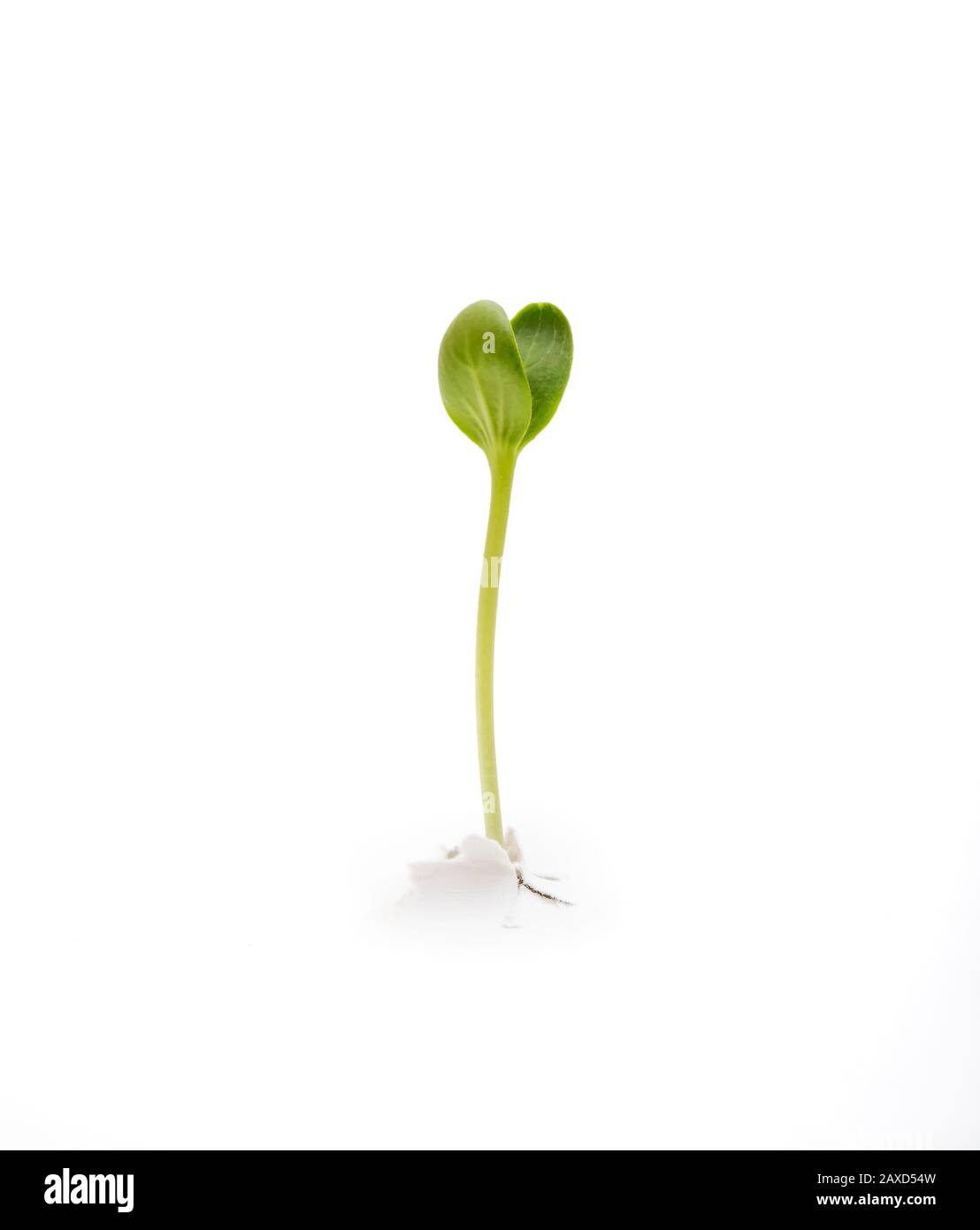 sprouted plant on white paper. Plant paper pierces and grows Stock ...