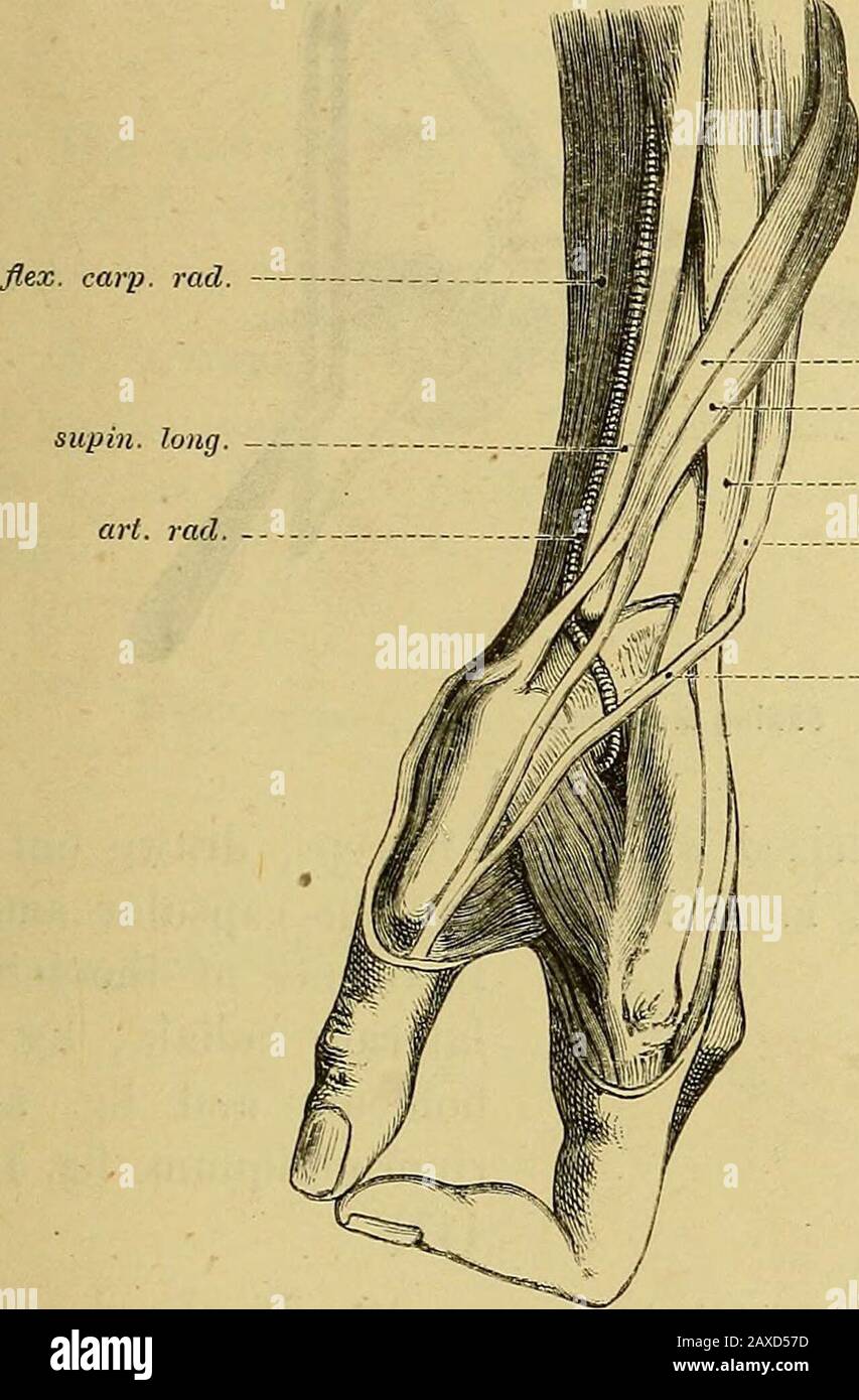 Styloid process of radius hi-res stock photography and images - Alamy