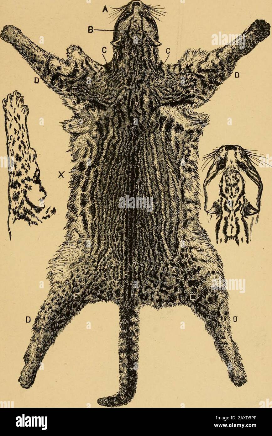 Colouration in animals and plants . Fig. 15.—Ocelot. Showing changes of ...
