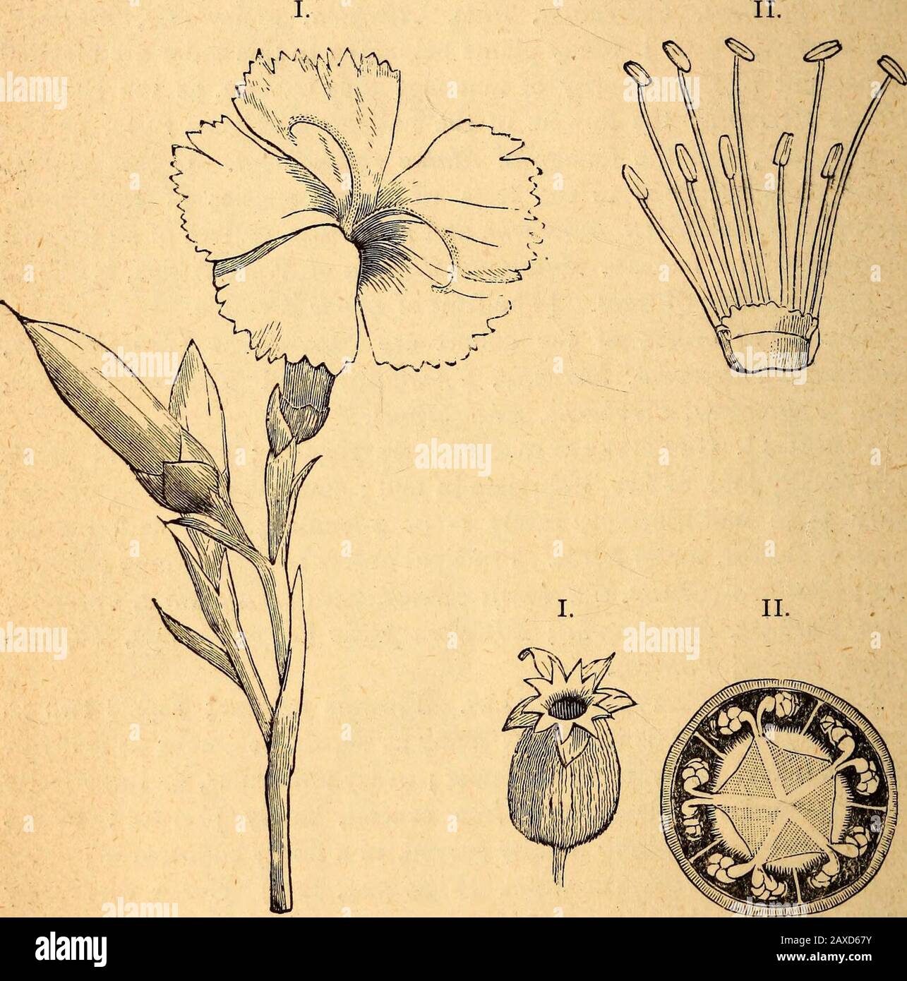 Five Free Sepals High Resolution Stock Photography and Images - Alamy