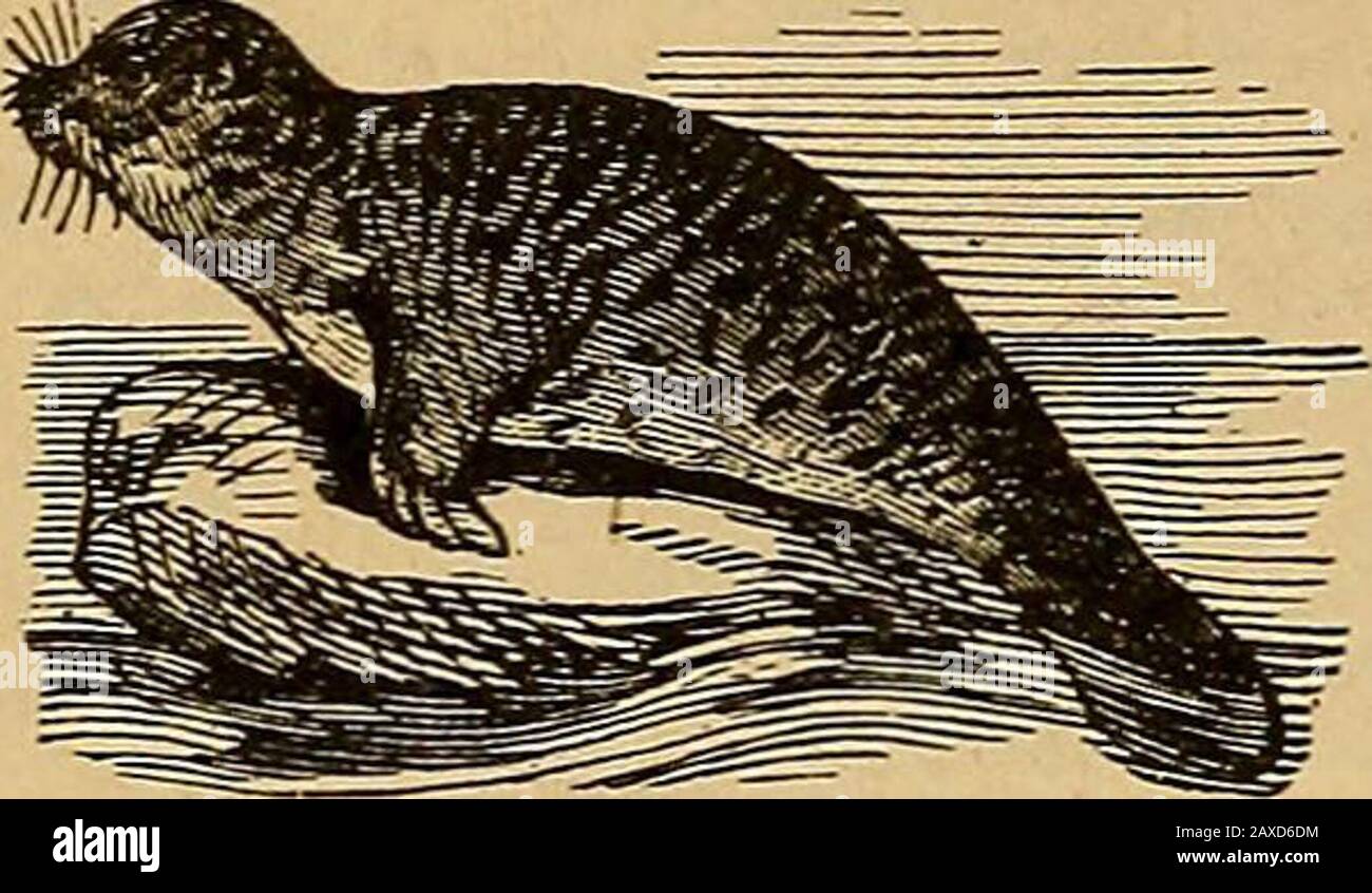 echinoderms pronunciation