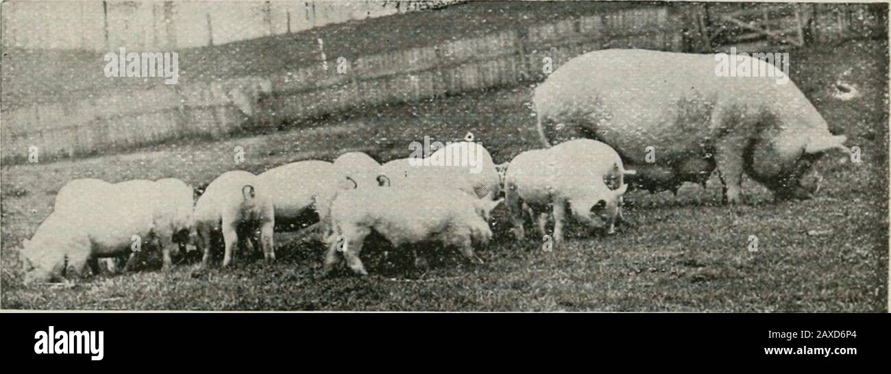 The Journal of the Department of Agriculture, Victoria . YORKSHIRE SOW ...